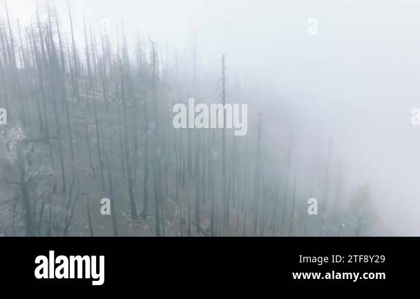 Massive fir tree Stock Videos & Footage - HD and 4K Video Clips - Alamy