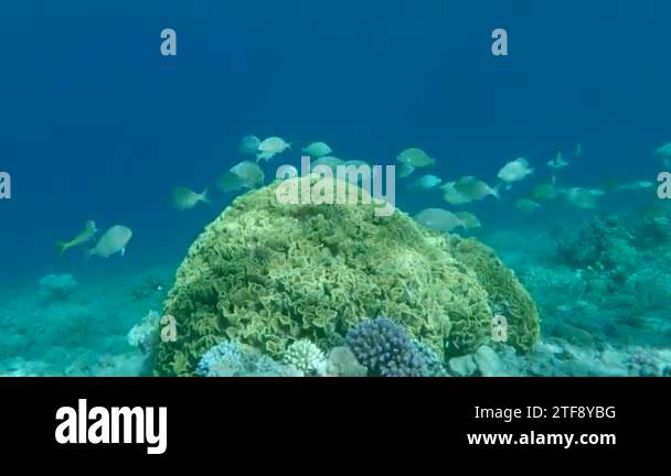 Dusky spinefoot siganus luridus Stock Videos & Footage - HD and 4K ...