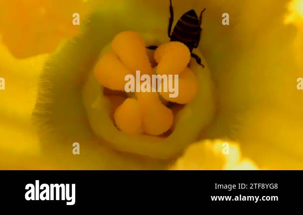 Pollination in nature Stock Videos & Footage - HD and 4K Video Clips ...