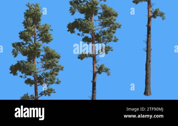 Scots Pine Three Thin Trees Coniferous Evergreen Tree is Swaying at The ...