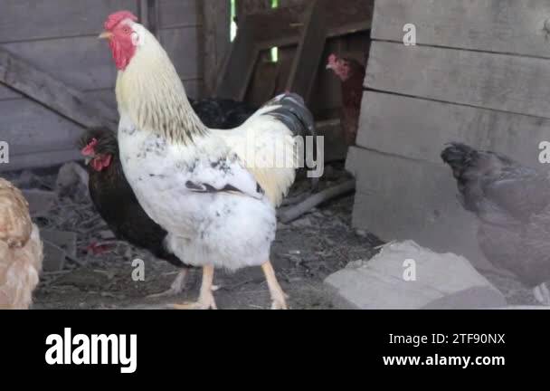 Organic natural red and white rustic chicken roaming the countryside ...