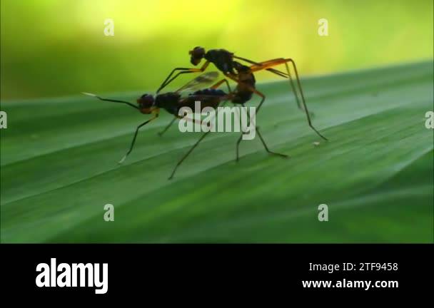fruit flies are mating on the leaves, insect mating process, animal ...