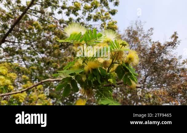 Albizia lebbeck or shirisha tree flowers.Flowers of Albizia julibrissin ...