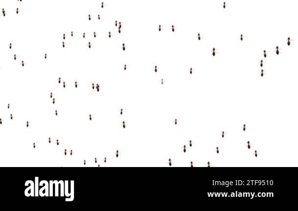 Ant trail. Ant column Black insect Ants Walking on Green Screen ...