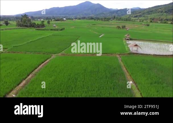 Footage of aerial view of vivid green paddy field with growing rice ...