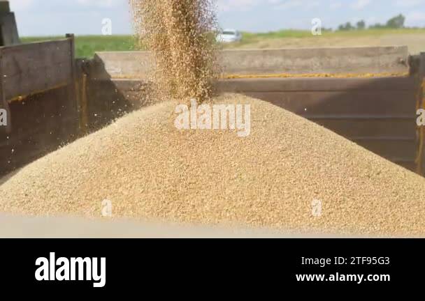 Combine harvester unloads grain in the box. Unloading wheat seeds from ...