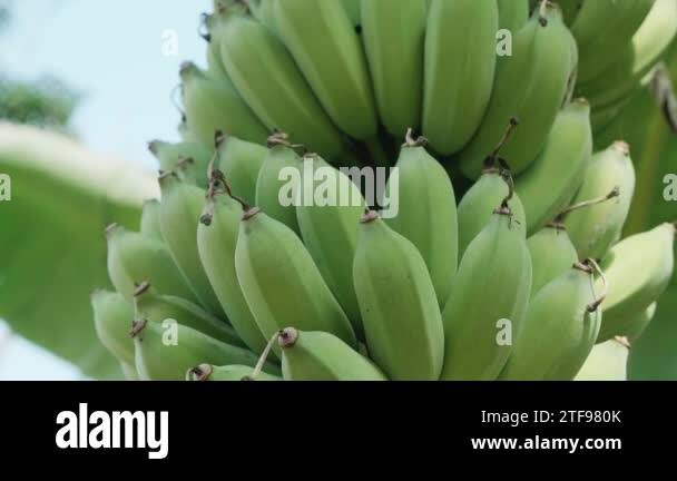 Banana plantation. Bunch of green growing bananas. The concept of ...