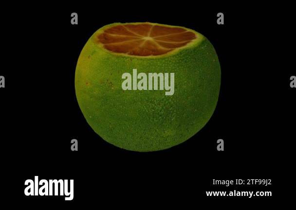 Realistic render of a spinning cut Calamansi (Philippine Lime) on black ...