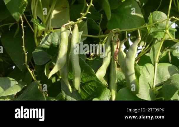 String bean seed Stock Videos & Footage - HD and 4K Video Clips - Alamy