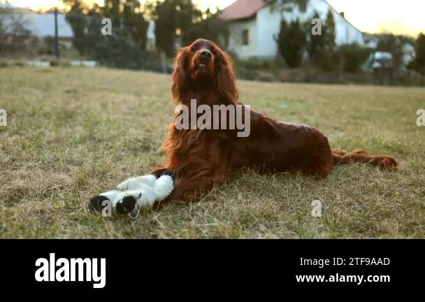 Dog irish setter red setter Stock Videos & Footage - HD and 4K Video ...
