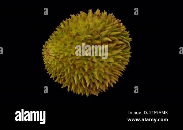 Realistic render of a rotating Durian fruit on transparent background ...