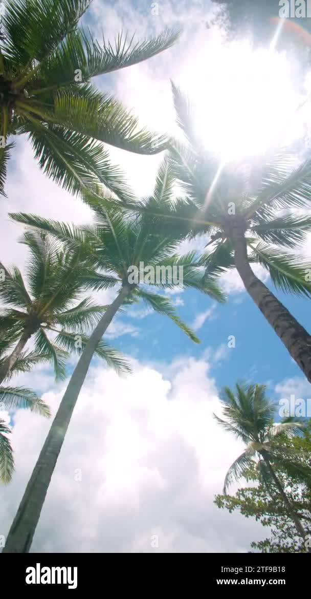 Vertical footage. 4K Holiday vacation summer concept. Coconut palm tree ...