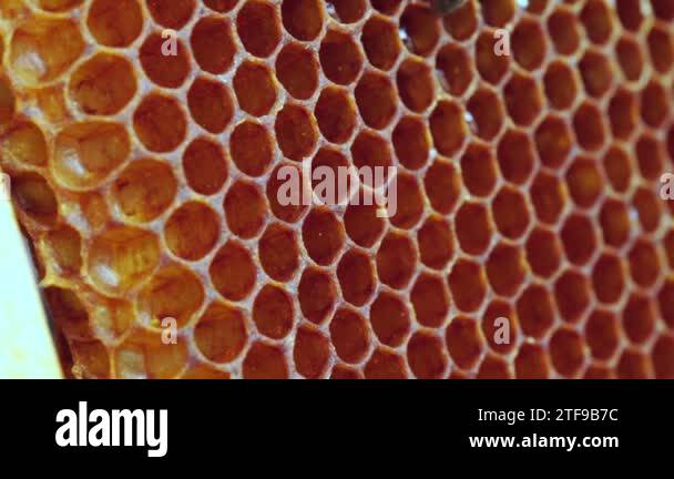 Uncapped honey comb. Fresh honey in a honeycomb close up. Organic ...