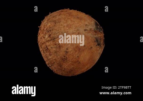 Realistic render of a rotating Husked Ripe Coconut on transparent ...