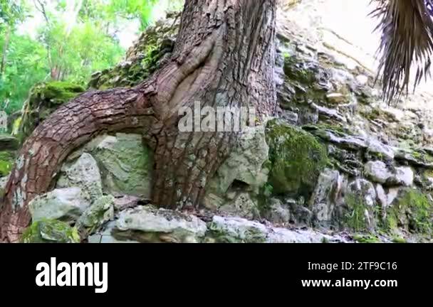 Tree roots grow through stones at the ancient Mayan site with temple ...