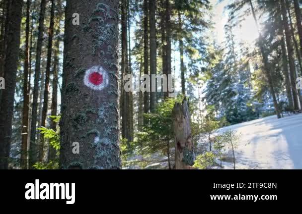 Romania tree Stock Videos & Footage - HD and 4K Video Clips - Alamy