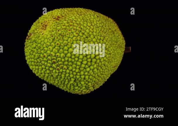 Realistic render of a spinning Jackfruit on transparent background ...