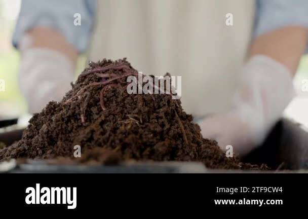 Hands holding worms with soil, organic fertilizer farming concept ...