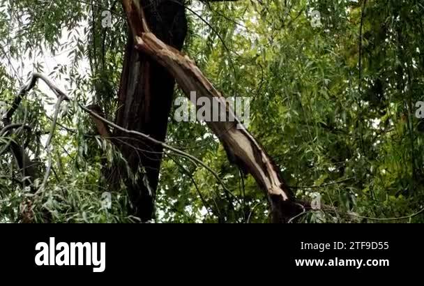 Typhoon tree Stock Videos & Footage - HD and 4K Video Clips - Alamy