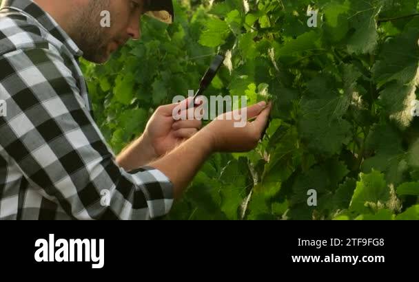 farmer with magnifying glass examining grapes at winery Stock Video ...