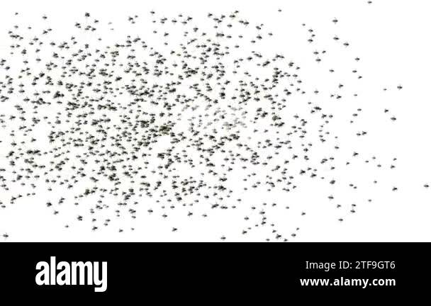 3D animation featuring a swarm of flies flying around over a green ...