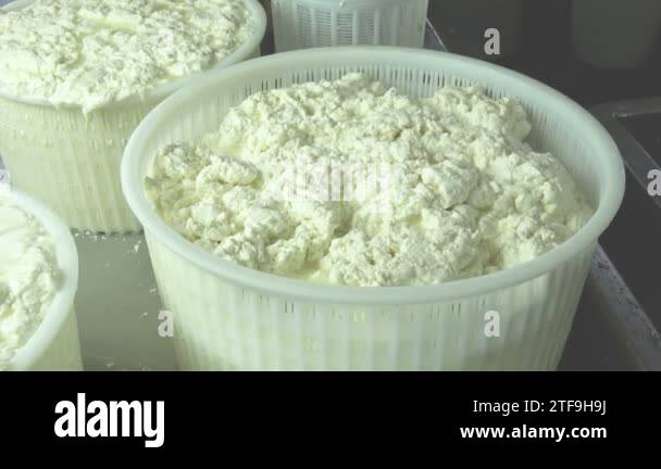 Cheesemaker pours the curdled milk into plastic forms to shape the ...