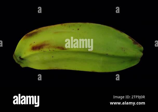 Realistic render of a rolling Cooking Banana (Saba variety from ...