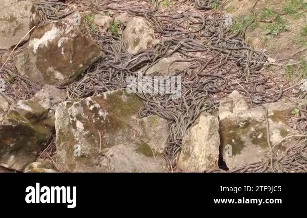 Garter snake mating ball Stock Videos & Footage - HD and 4K Video Clips ...