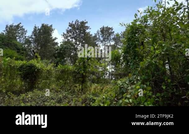 Pan shot of a dense forest in a remote village - beautiful landscape. Greenery in the forest ...