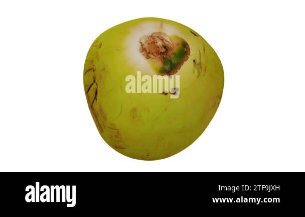 Realistic render of a rolling Young Green Coconut on white background ...
