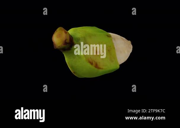 Realistic render of a rotating partially peeled Cooking Banana (Saba ...