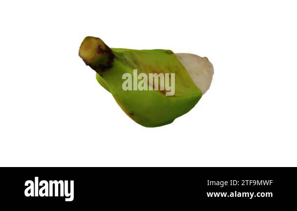 Realistic render of a spinning partially peeled Cooking Banana (Saba ...