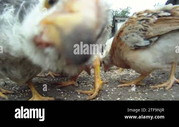 Funny chicken. A flock of chickens eating their food which lies on the ...