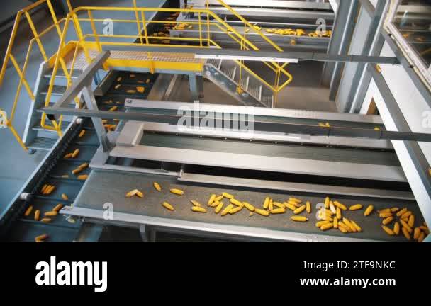 corn. corn seeds production. Corn processing factory. an enterprise for ...