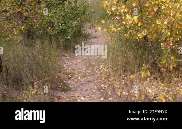 Roadside path pathway Stock Videos & Footage - HD and 4K Video Clips ...