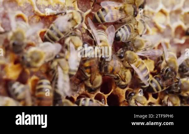 Capped honey combs. Fresh honey in a honeycomb close up. Organic ...