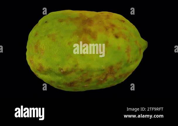 Realistic render of a rolling Native Philippine Lemon on transparent ...