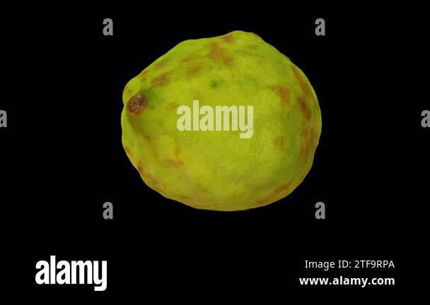 Realistic render of a rotating half Native Philippine Lemon on ...