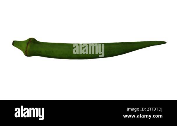 Realistic render of a rolling Okra (Okro,Ochro) Pod on black background ...