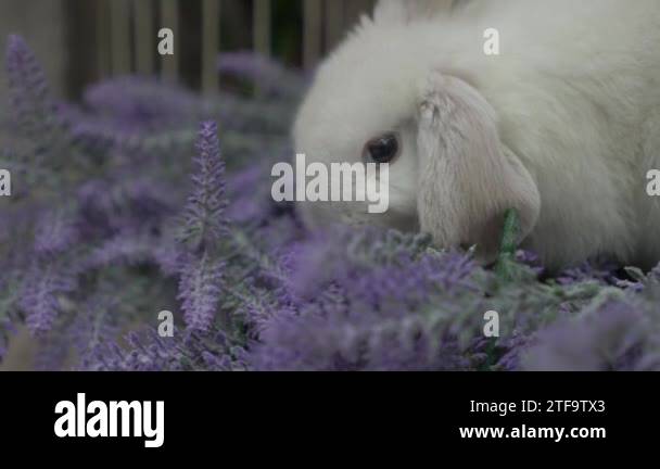 Slow Motion Pretty white rabbit on a lavender purple background Stock ...
