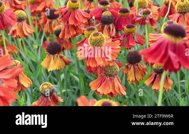 Helenium 'Sahin's Early Flowerer' Produces a medley of shades, with ...