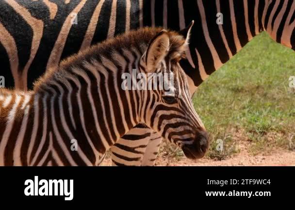 Zebra in close Stock Videos & Footage - HD and 4K Video Clips - Alamy
