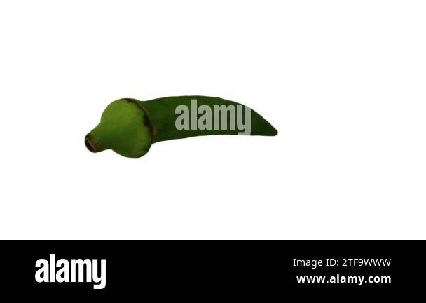 Realistic render of a rolling Okra (Okro,Ochro) Pod on black background ...