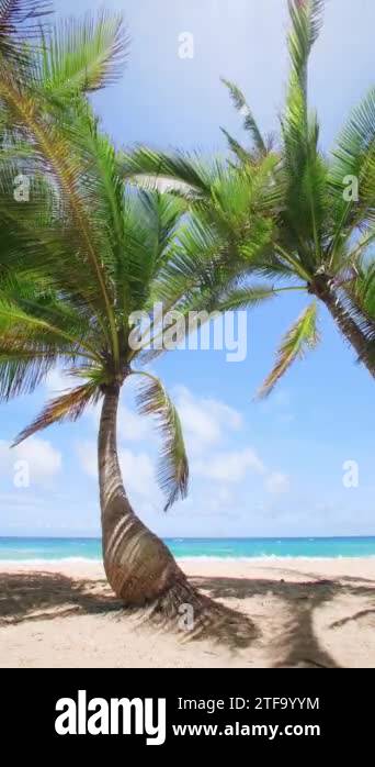 Bottom view of coconut palm tree on the beach. Green coconut palm tree ...