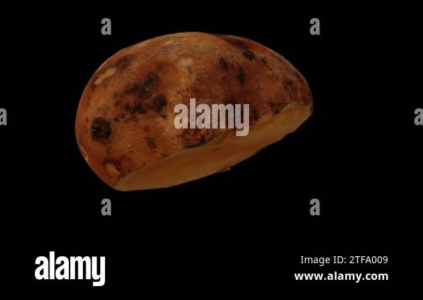 Realistic render of a rotating cut Yacon Root on transparent background ...