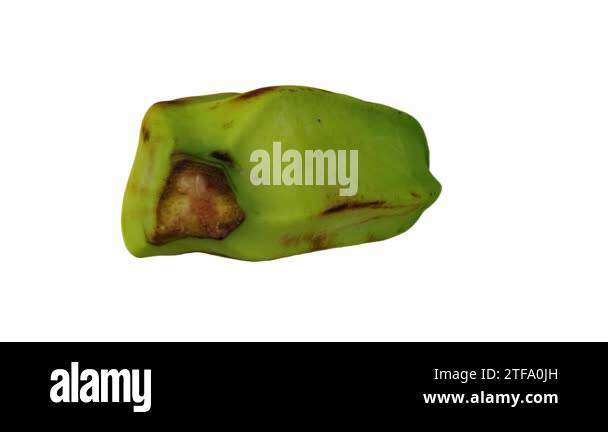 Realistic render of a spinning Cooking Banana (Saba variety from ...