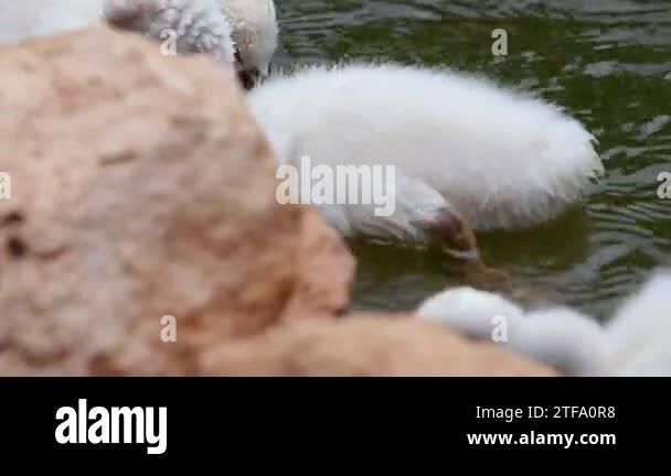 Cygninae one and a half year old young Swan cygnets swimming in a ...