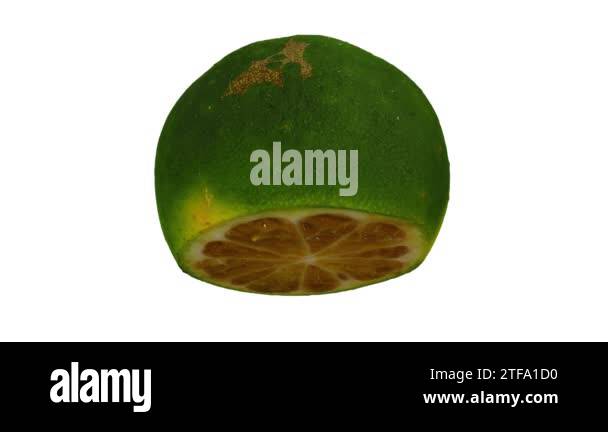 Realistic render of a rolling cut Dalandan Orange on white background ...