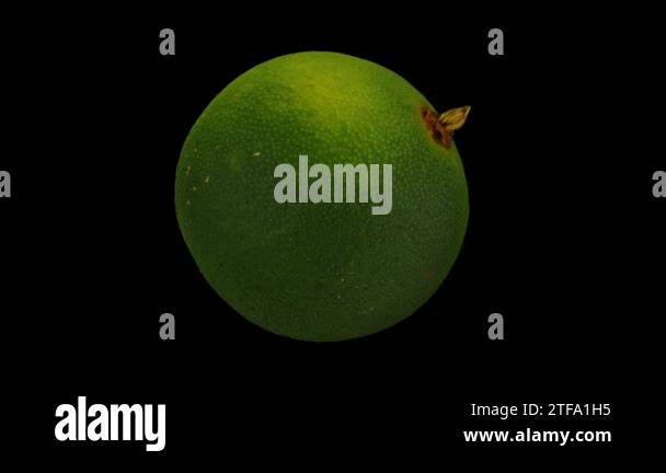Realistic render of a rotating Calamansi (Philippine Lime) on black ...