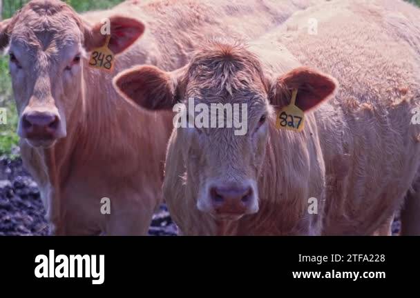 Free range cows herd in the farm field, domestic cattle. Animal ...
